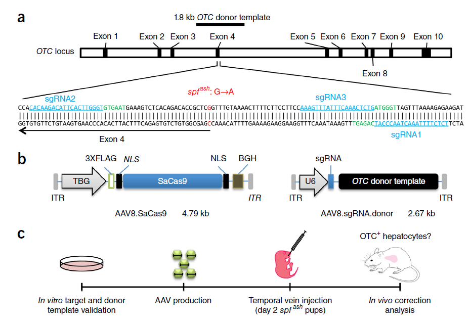 AAV在肝脏中的应用-服务武汉枢密脑科学技术有限公司