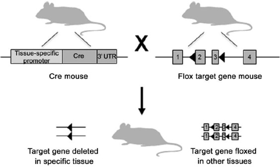 Cre-LoxP重组酶系统载体构建-产品武汉枢密脑科学技术有限公司
