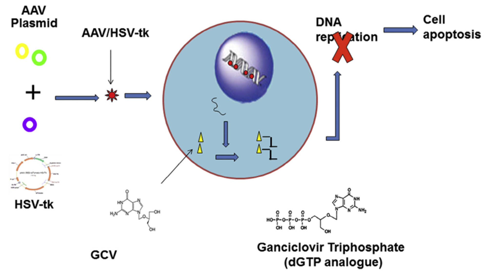 AAV在治疗肿瘤疾病方面的应用-服务武汉枢密脑科学技术有限公司
