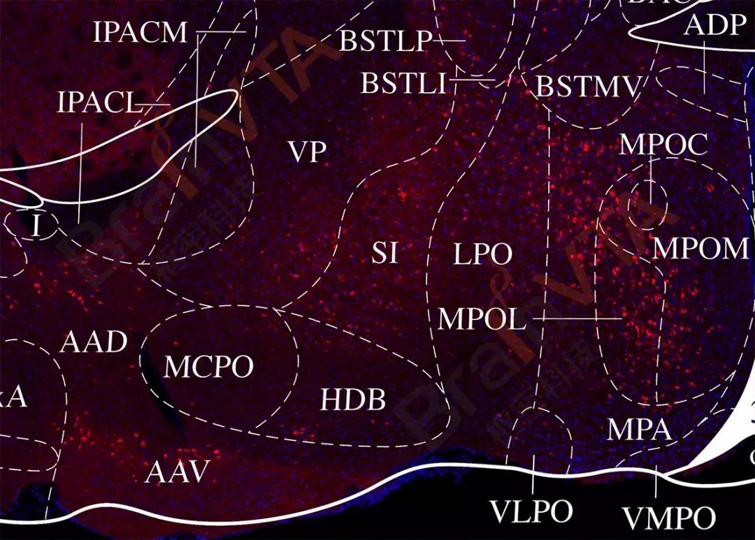 霍乱毒素 B 亚基（Cholera Toxin Subunit B，CTB) ：CTB-555价格_品牌:枢密科技-丁香通官网