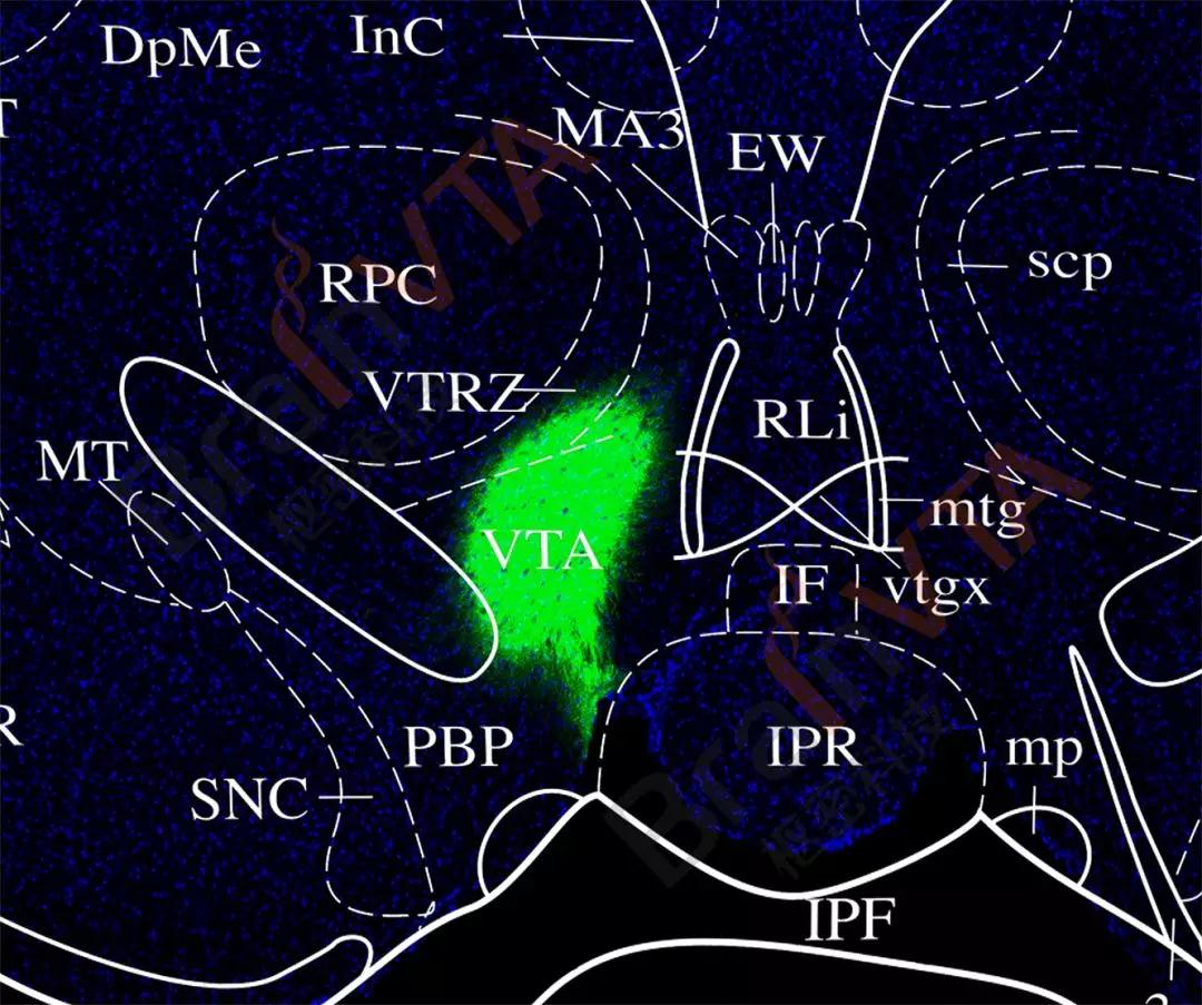 霍乱毒素B亚基（CTB）-产品武汉枢密脑科学技术有限公司