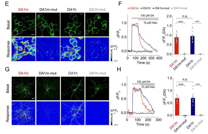 神经递质/调质探针-服务武汉枢密脑科学技术有限公司