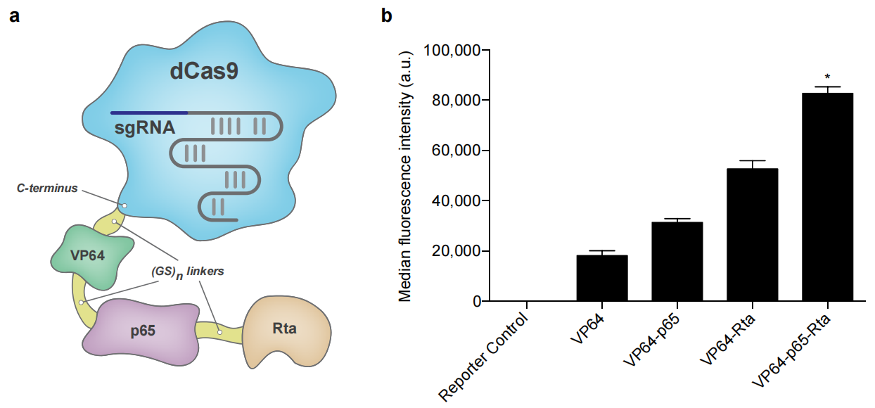 CRISPR-dCas9基因表达调控-服务武汉枢密脑科学技术有限公司