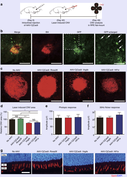 AAV 在眼科中应用研究-服务武汉枢密脑科学技术有限公司